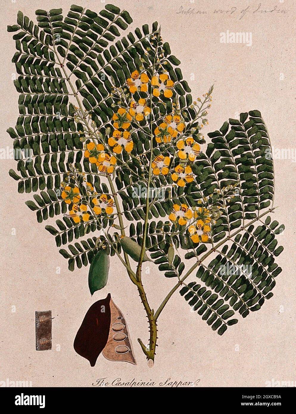 Sappanwood hi-res stock photography and images - Alamy