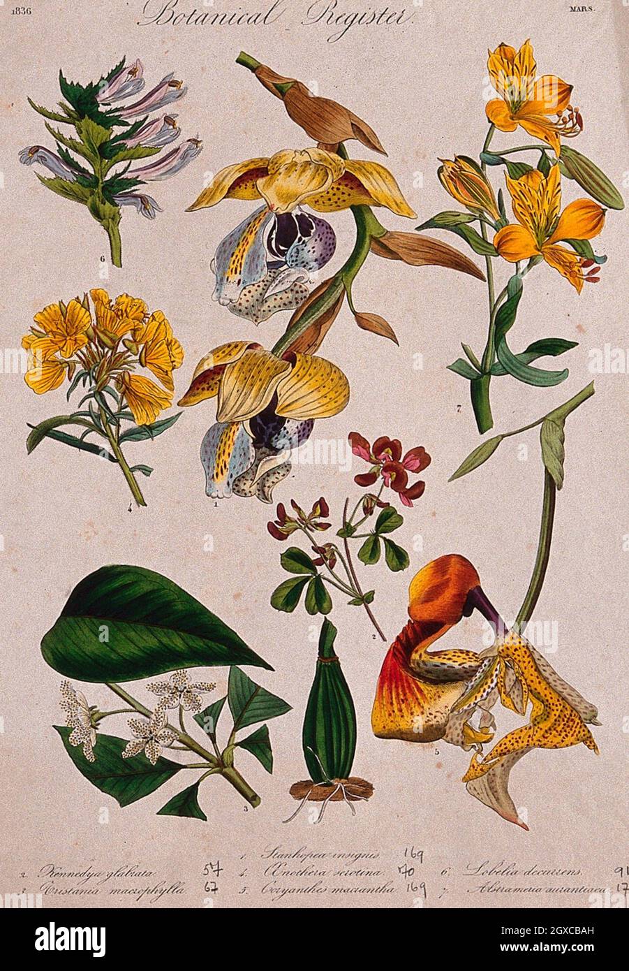 Botanical etching hi-res stock photography and images - Alamy