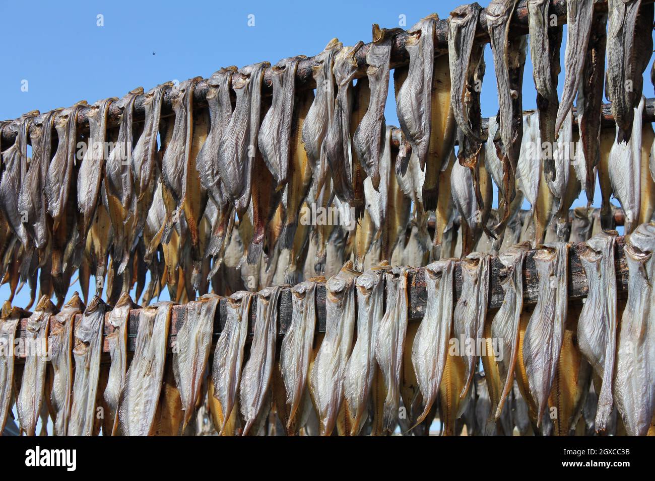 Stockfish drying on a wooden framework under a blue arctic sky Stock ...