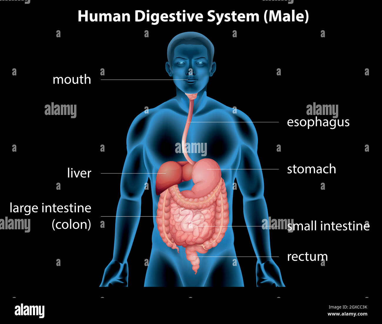 Human digestive system hi-res stock photography and images - Alamy