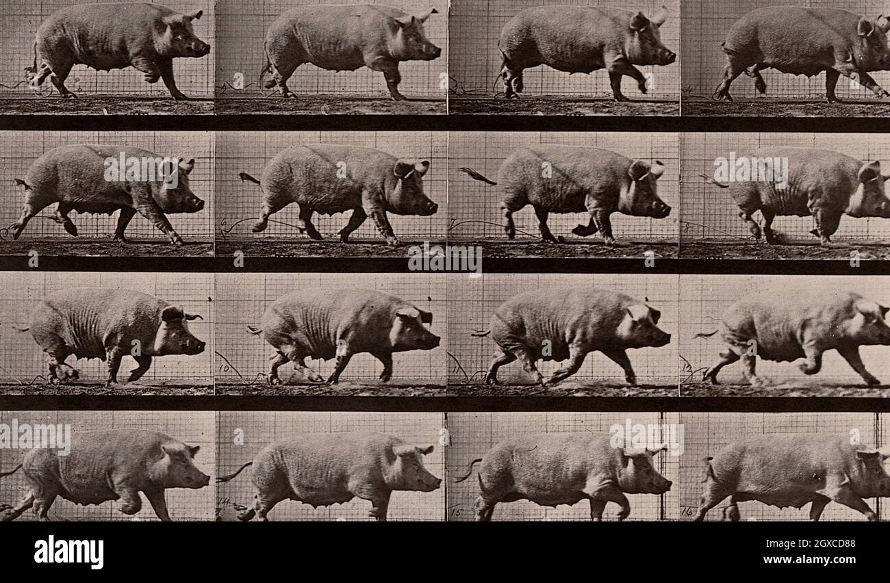 Muybridge High Resolution Stock Photography and Images - Alamy