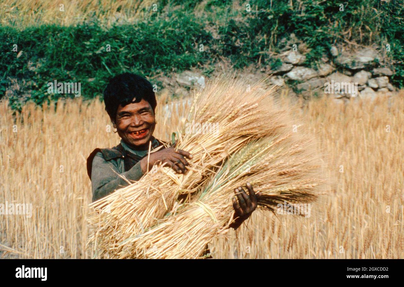 Wheat in bhutan hi-res stock photography and images - Alamy