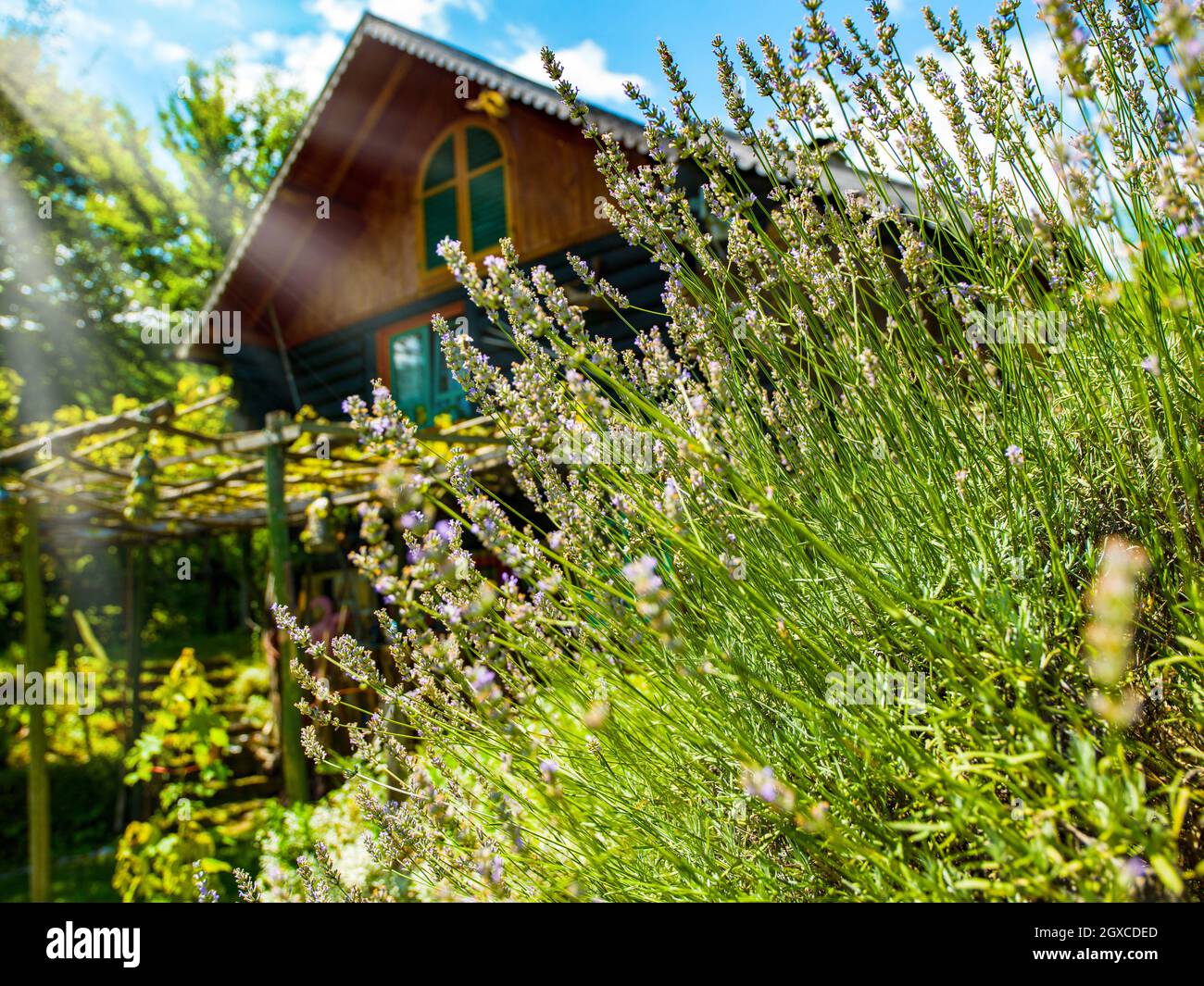 luxury family wooden cotage house in forest with garden and colorful ...