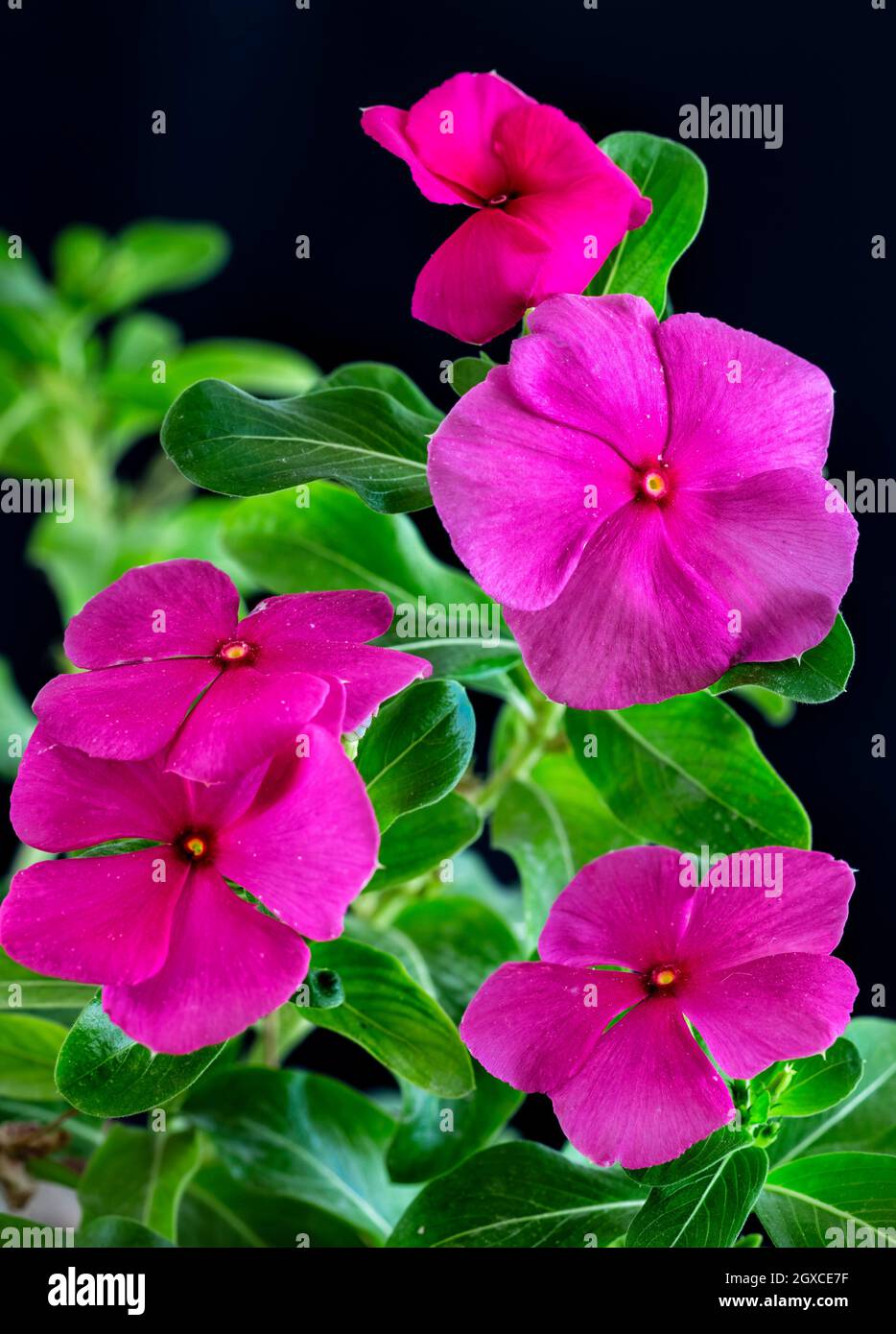 Catharanthus roseus image hi-res stock photography and images - Alamy