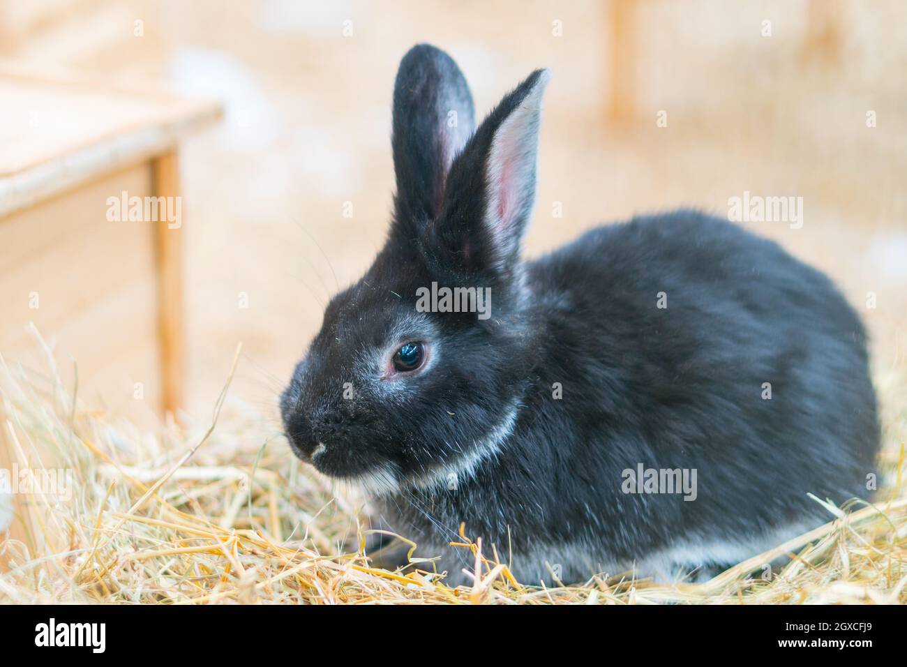 Cute baby rabbit feeding animal hi-res stock photography and images - Alamy