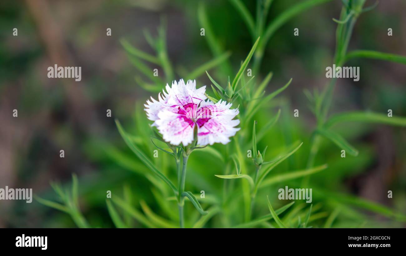 beautiful colorful flowers in the garden, in summer Stock Photo - Alamy