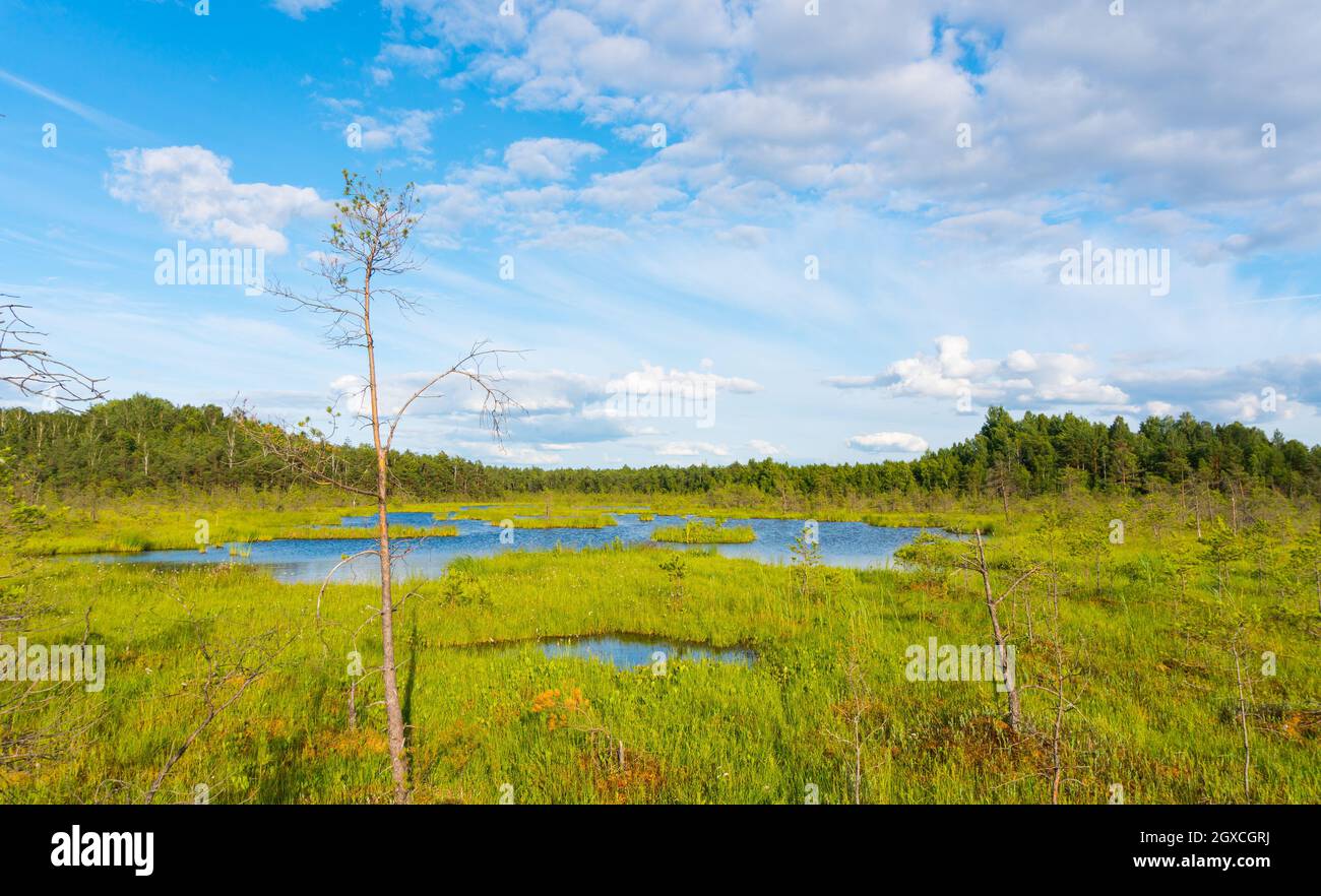 Summer landscape with a swamp Stock Photo - Alamy