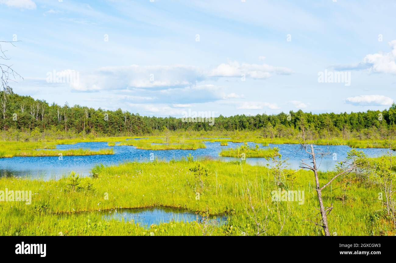 Summer landscape with a swamp Stock Photo - Alamy
