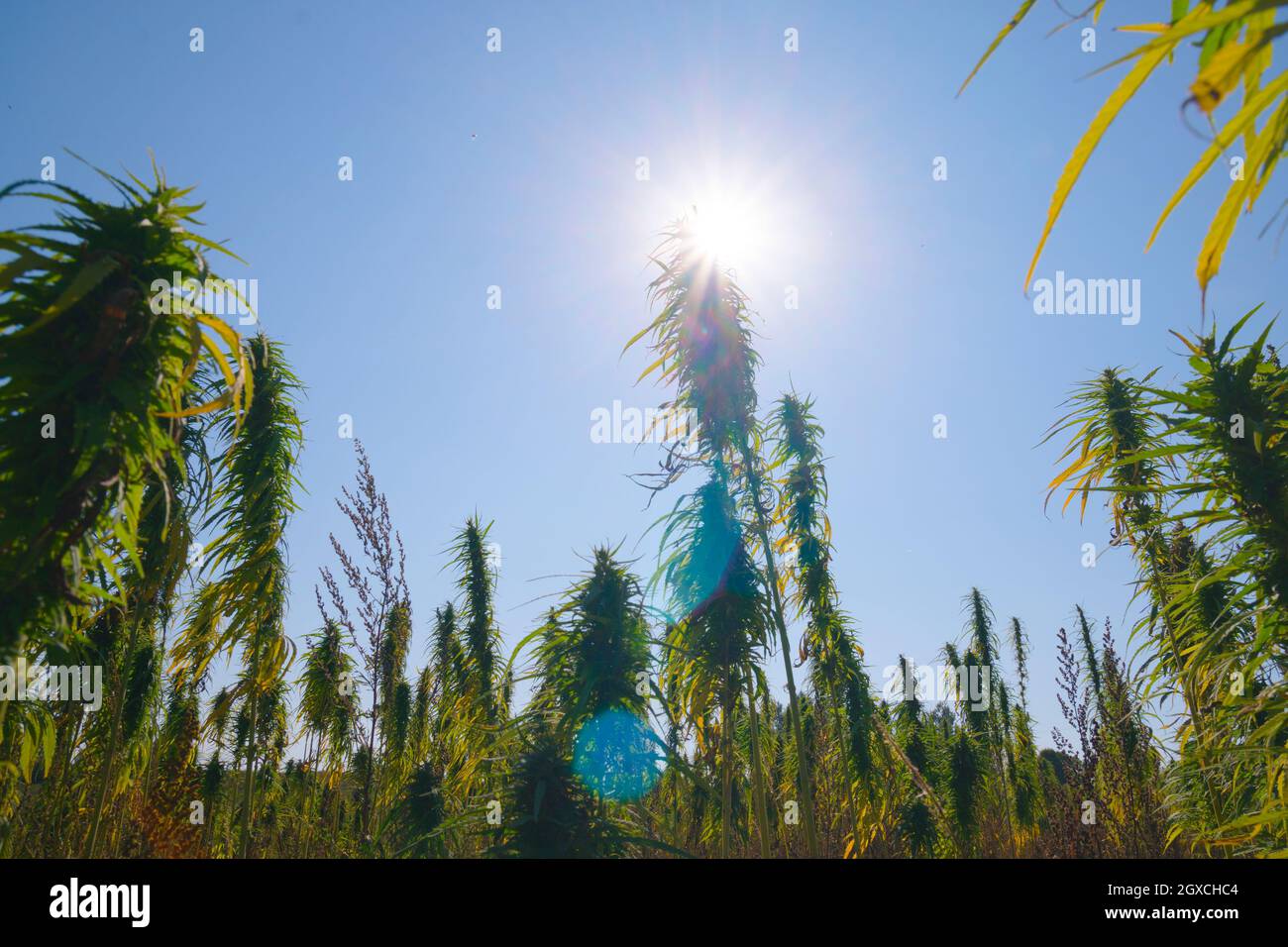 Hemp ripens under the sun Stock Photo - Alamy