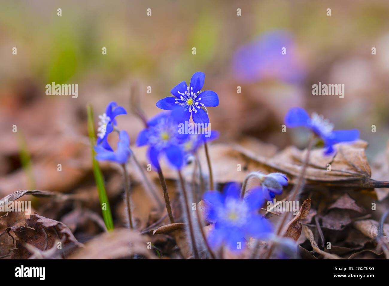 Hepatica flowers hi-res stock photography and images - Alamy