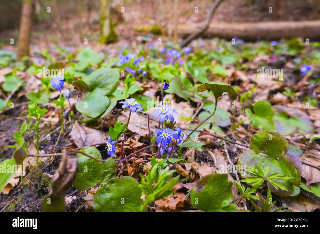The first spring flowers Hepatica Stock Photo - Alamy