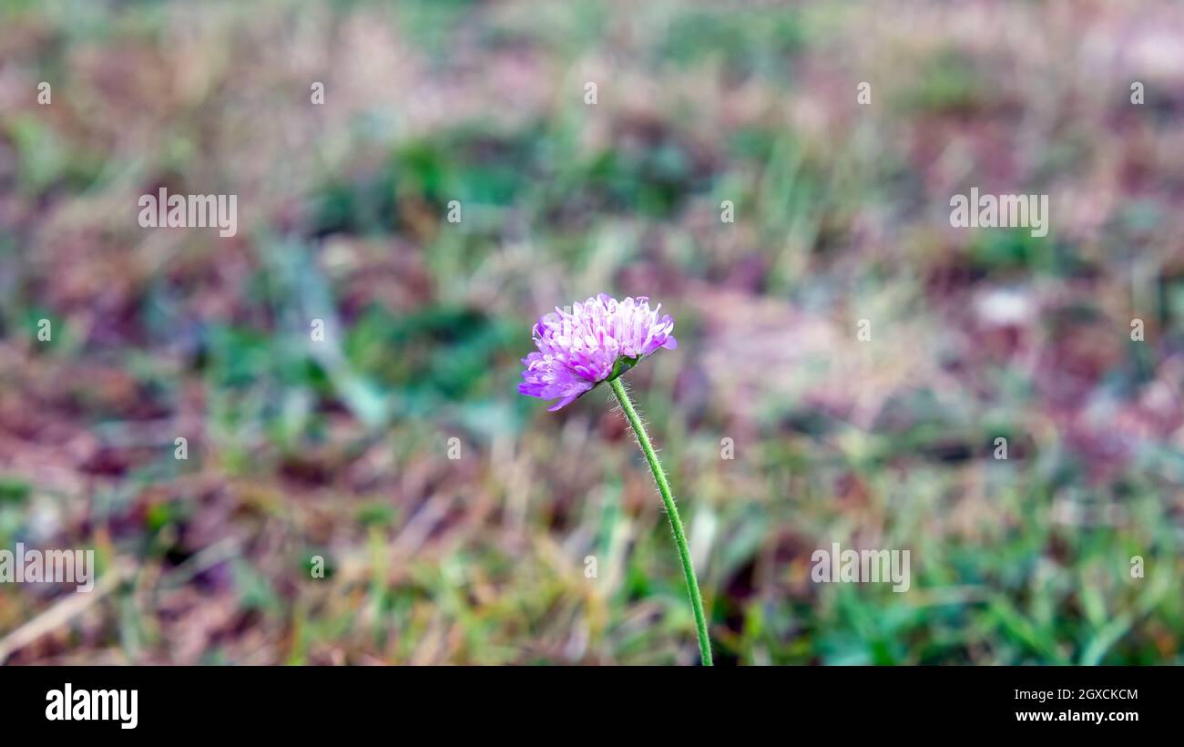 Beautiful small purple flowers in hi-res stock photography and images ...