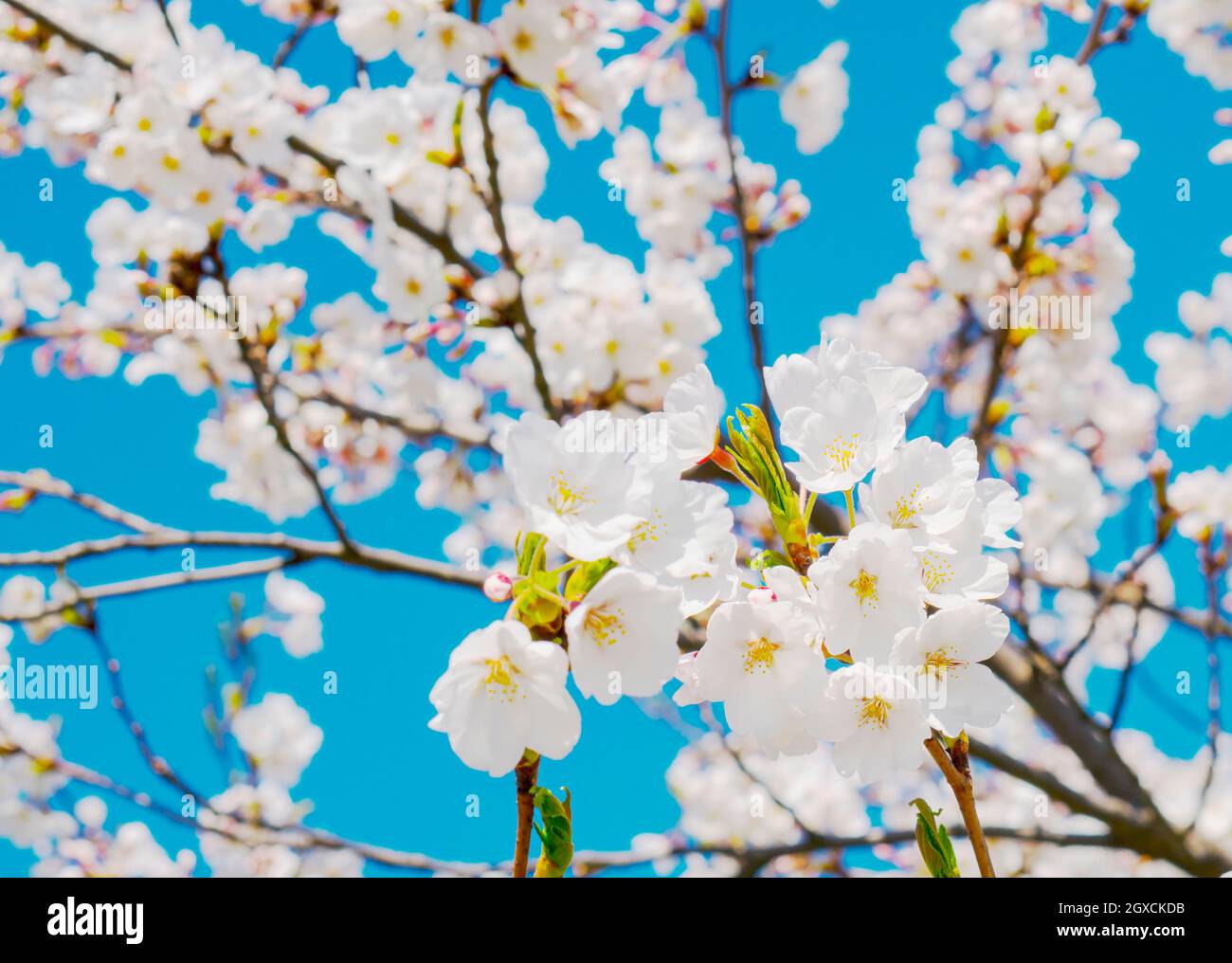 Japanese sakura blooming pink flowers hi-res stock photography and ...