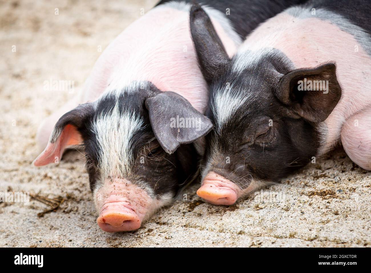 English saddleback pigs hi-res stock photography and images - Alamy