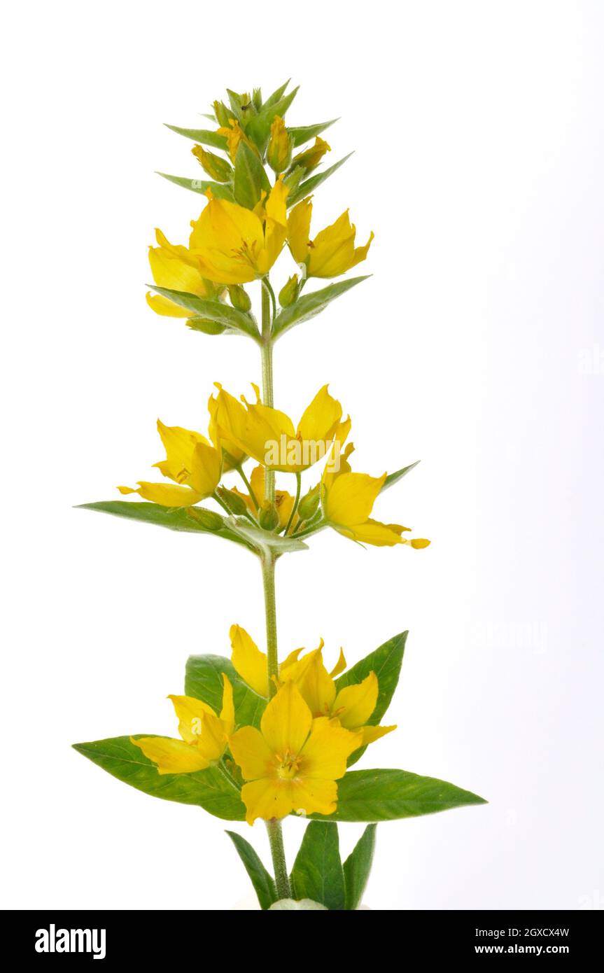 Lysimachus hi-res stock photography and images - Alamy