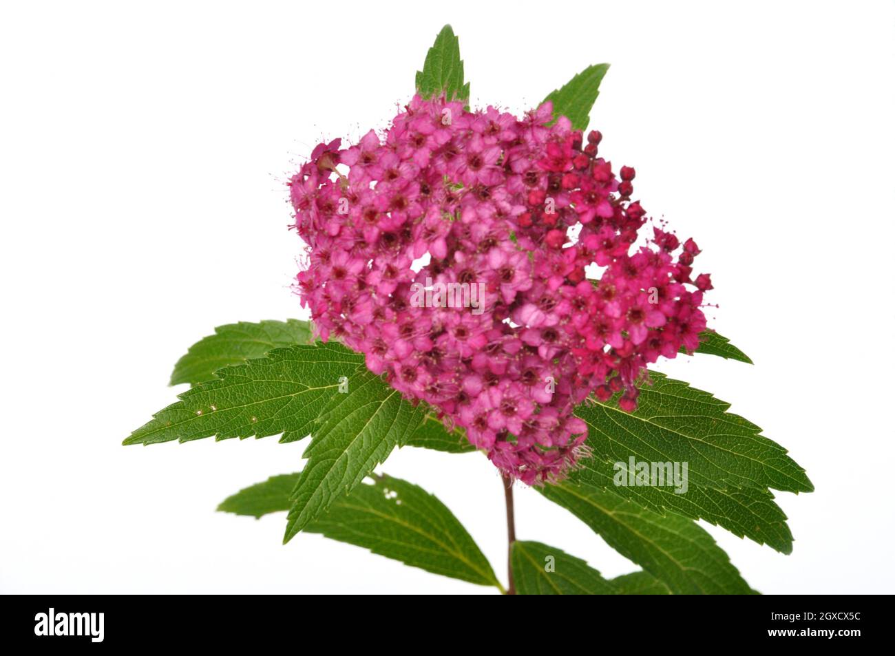 Clerodendron flower hi-res stock photography and images - Alamy