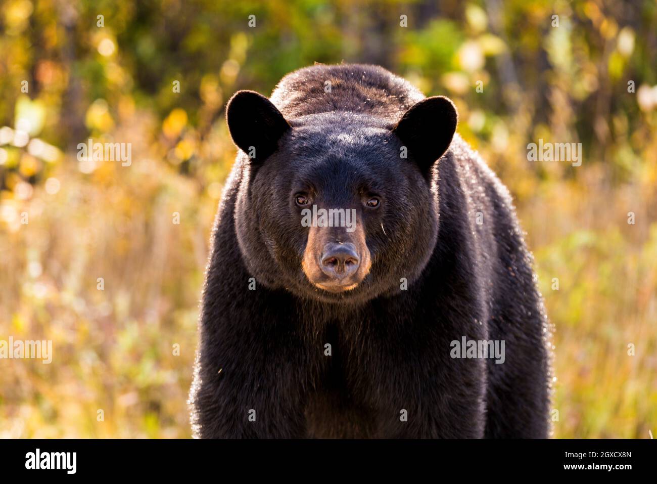 Oso oso hi-res stock photography and images - Alamy