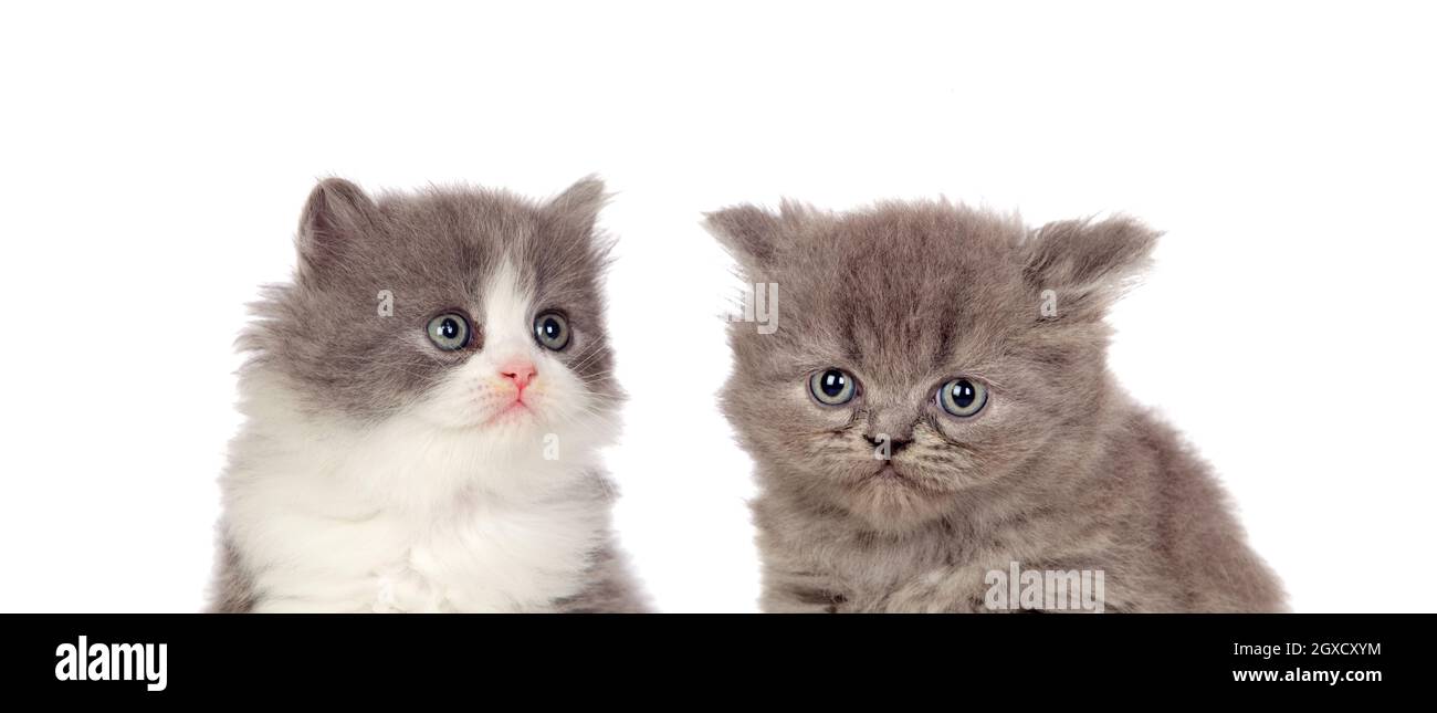 Two beautiful grey kittens isolated on a white background Stock Photo ...