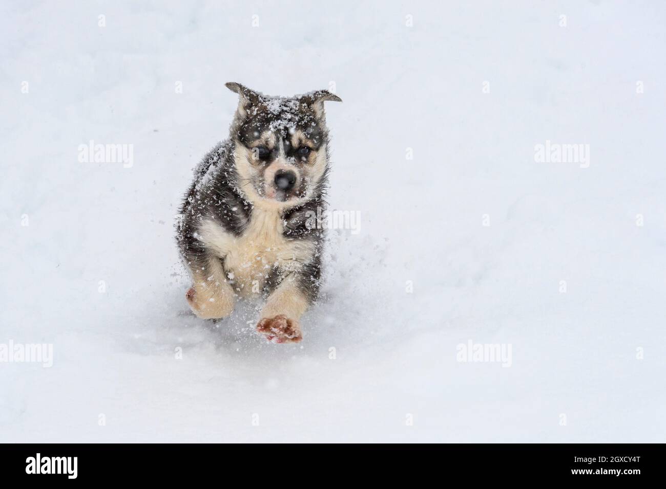 Dog without people hi-res stock photography and images - Alamy