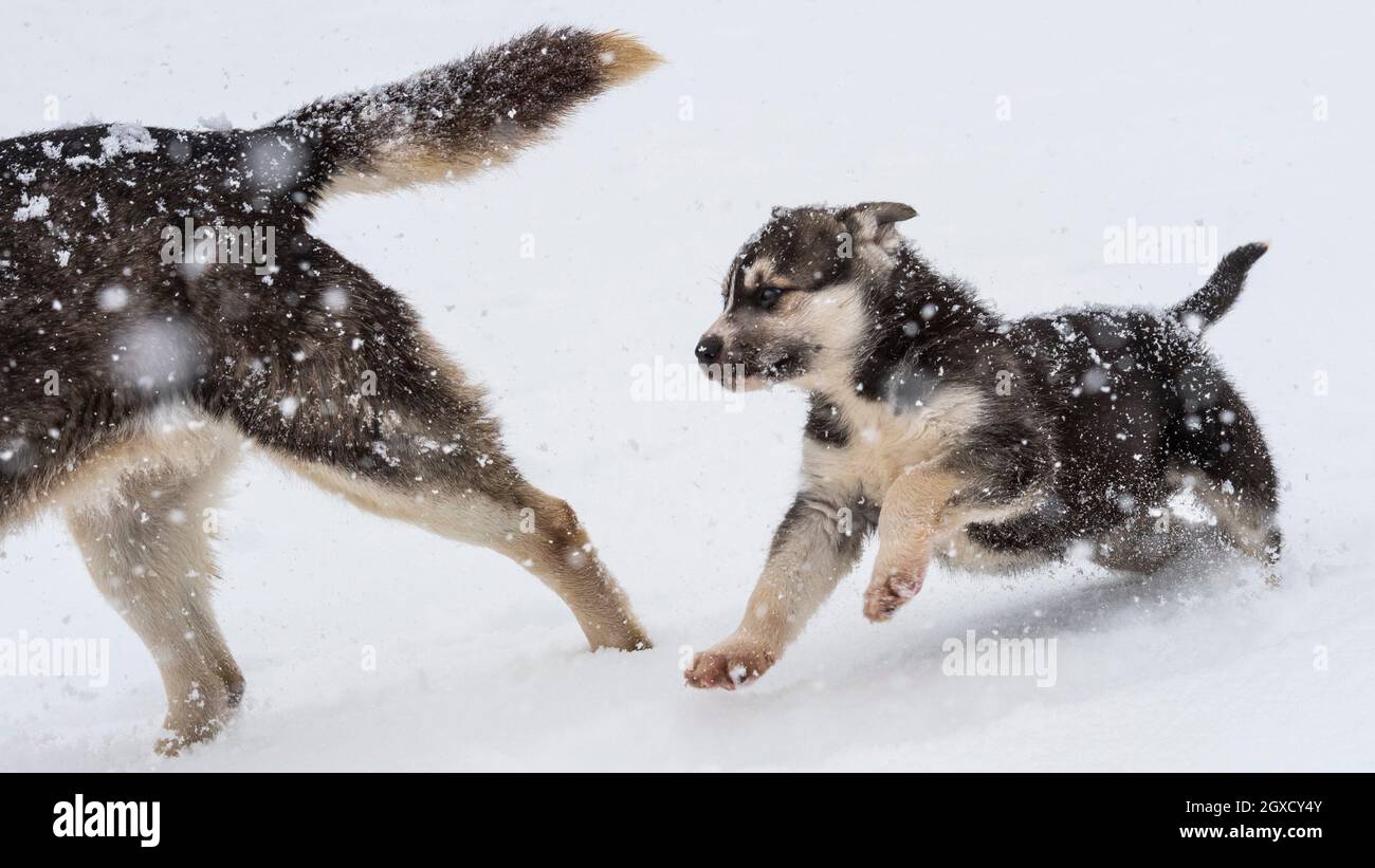 Dog without people hi-res stock photography and images - Alamy
