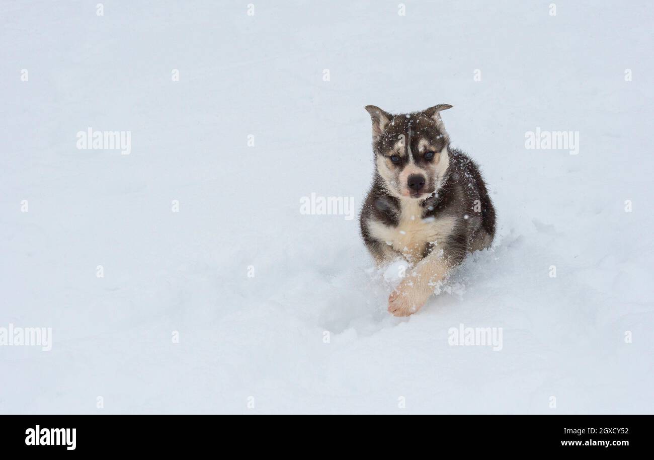 Dog without people hi-res stock photography and images - Alamy