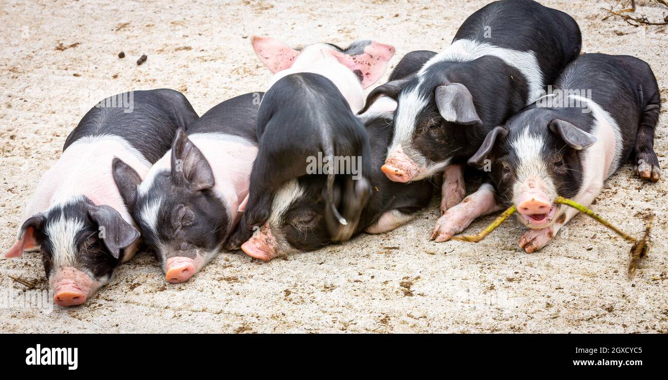 Saddleback pigs hi-res stock photography and images - Alamy