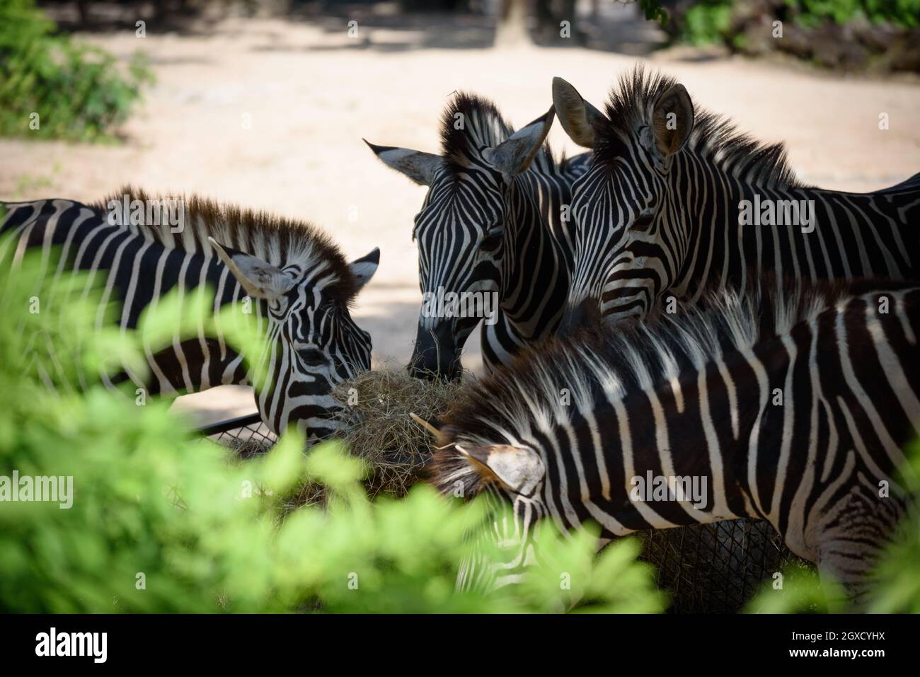 Zebra eating hay hi-res stock photography and images - Alamy