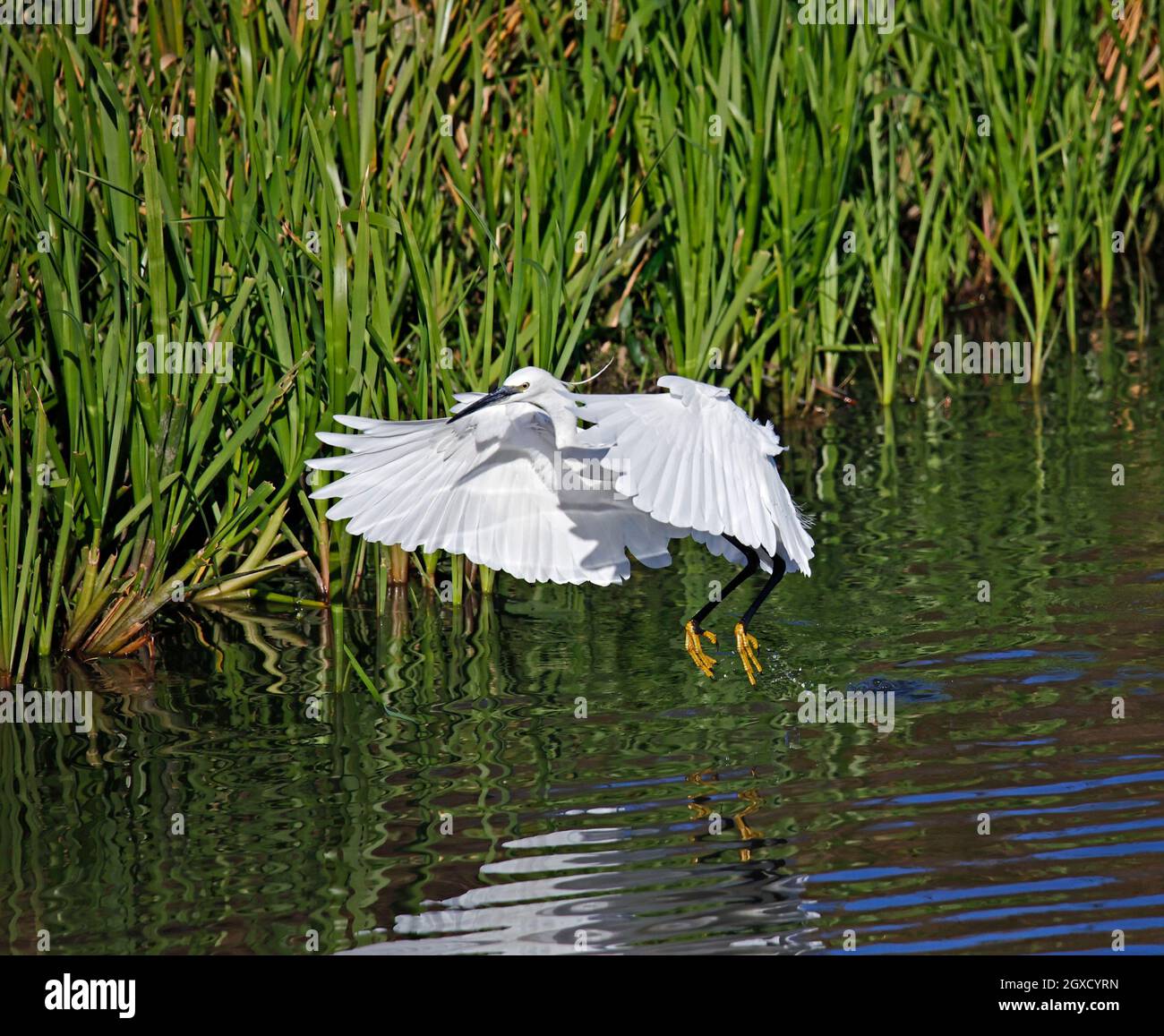 Flying egret images hi-res stock photography and images - Alamy