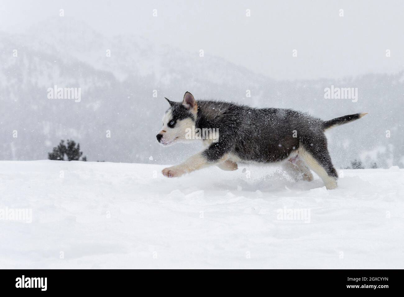 Baby animal snow hi-res stock photography and images - Alamy