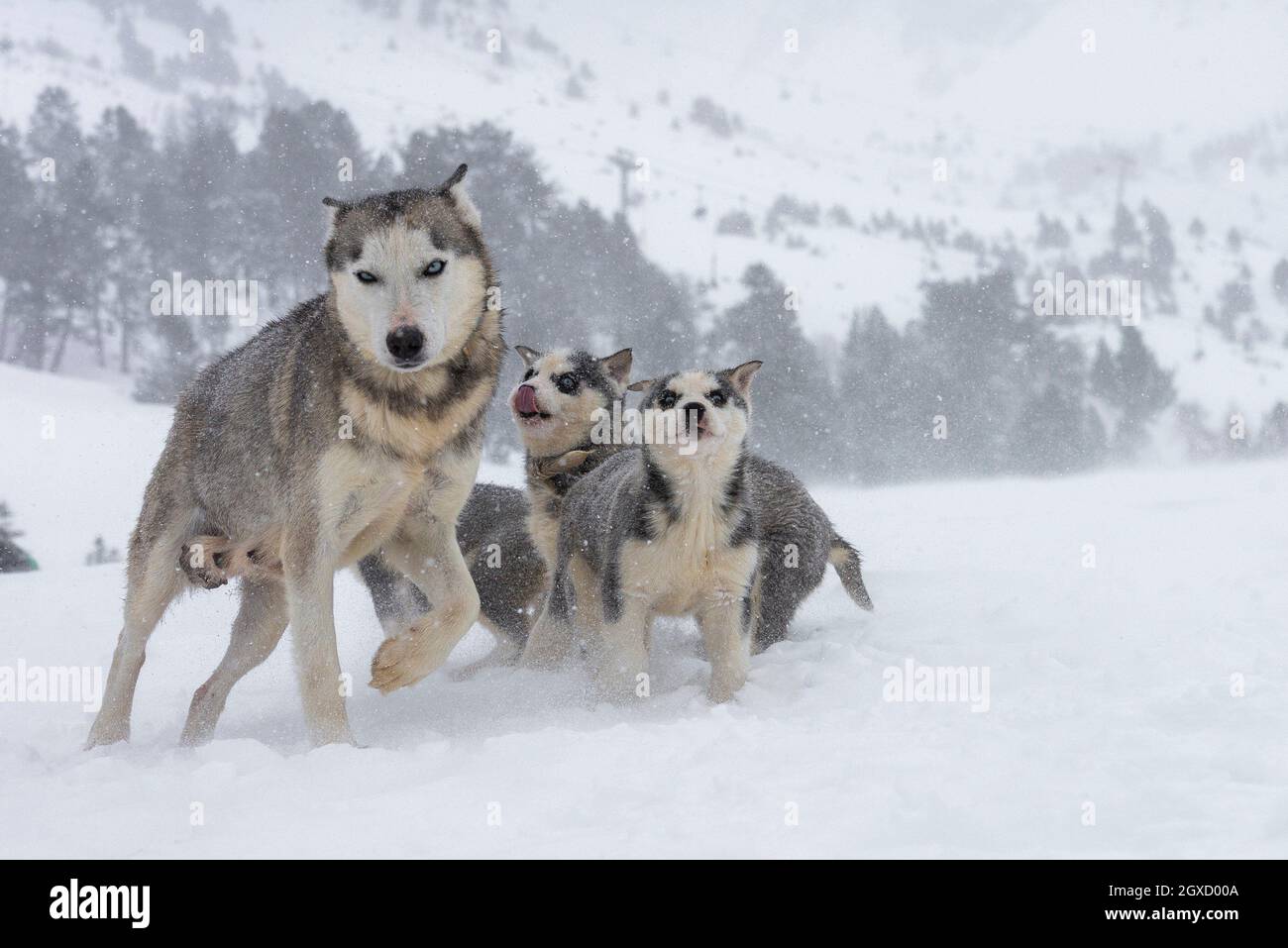 Huskys in the snow with their musher Stock Photo - Alamy