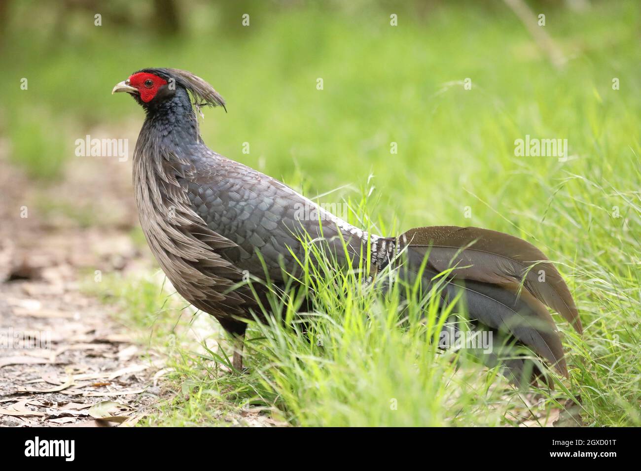 Hawaii pheasant hi-res stock photography and images - Alamy