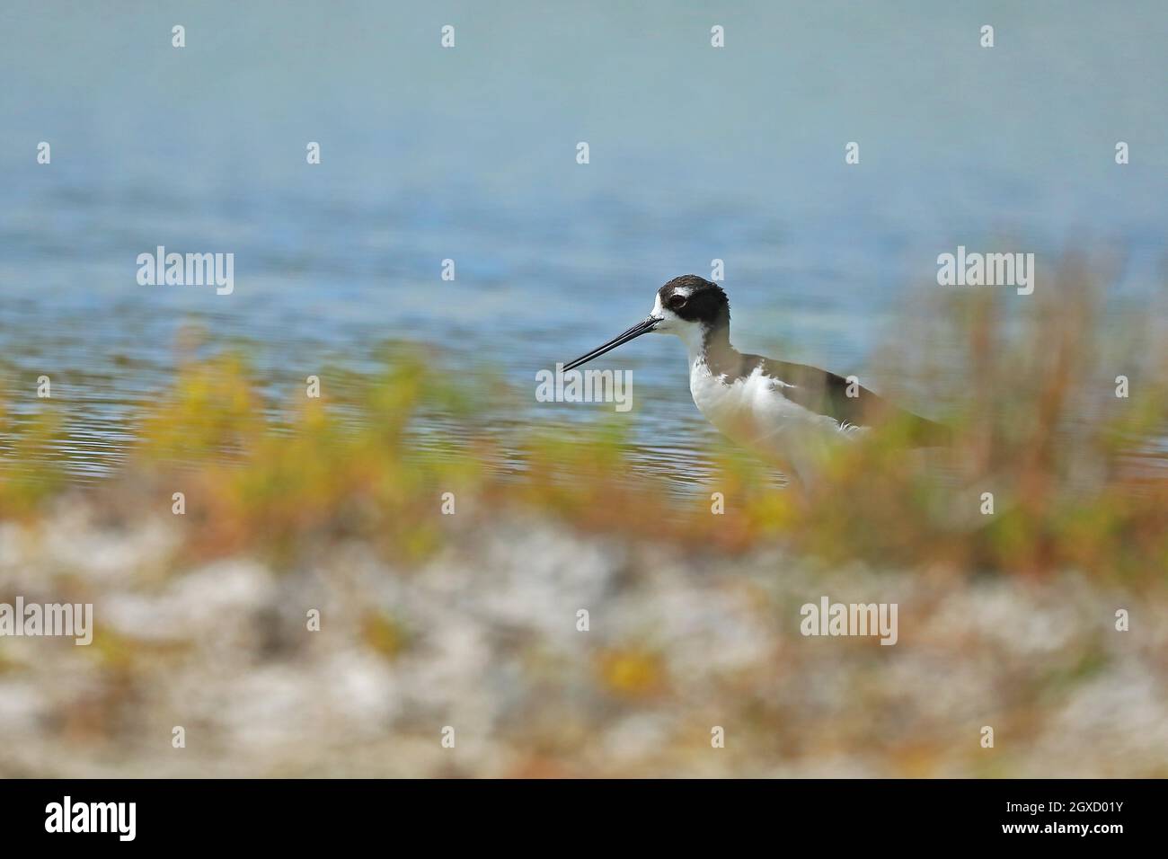 Hawaiian Stilt (Himantopus mexicanus knudseni), Ae'o, in Kauai (Hawaii ...
