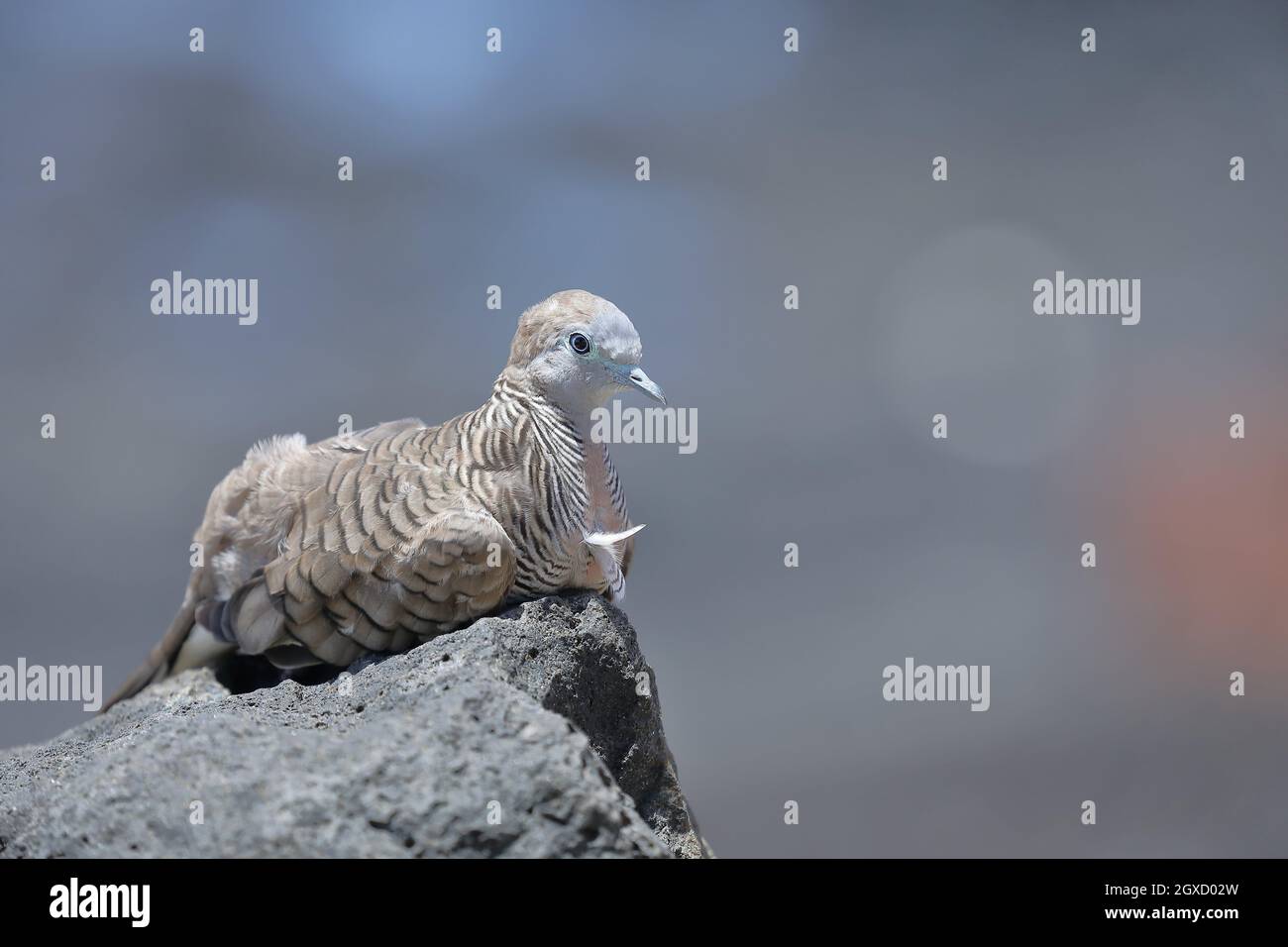 Barred Dove Hawaii High Resolution Stock Photography and Images - Alamy