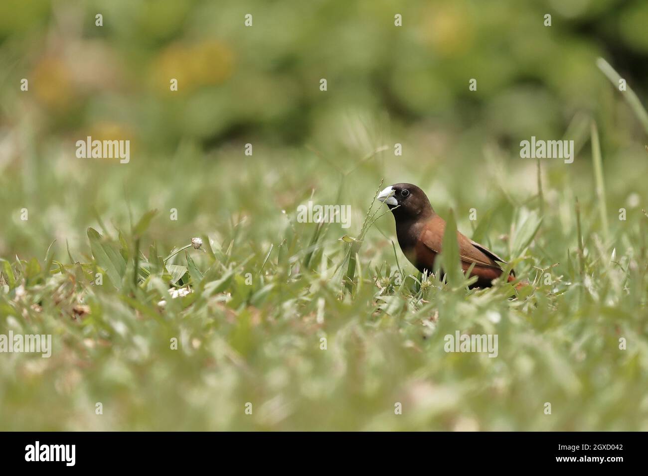 Passeriformes hi-res stock photography and images - Alamy