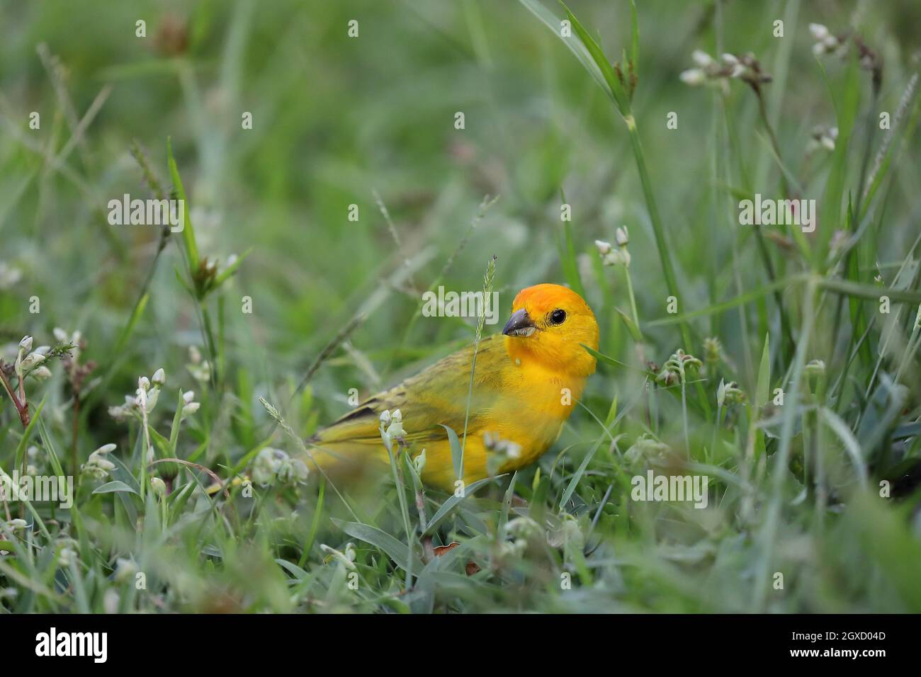 Saffron finch hi-res stock photography and images - Alamy