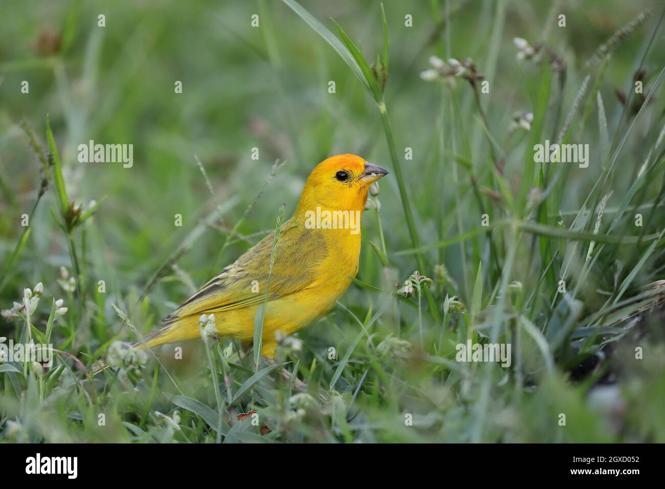 Saffron finch hi-res stock photography and images - Alamy