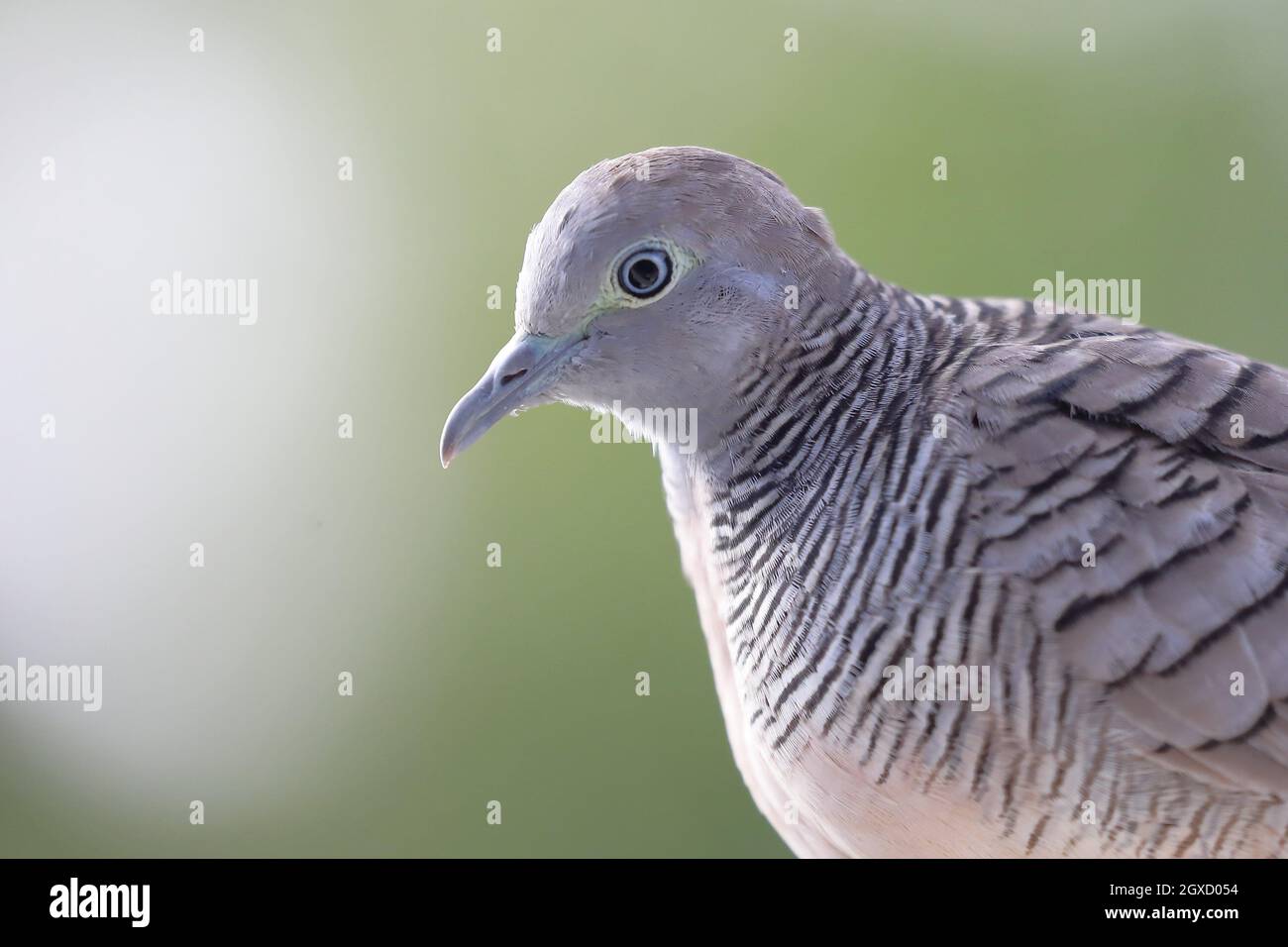 Zebra dove hi-res stock photography and images - Alamy
