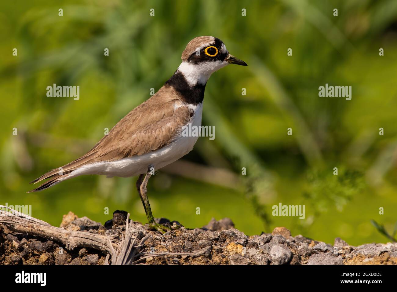 Little ringed plover, charadrius dubius, looking on riverbank in summer ...