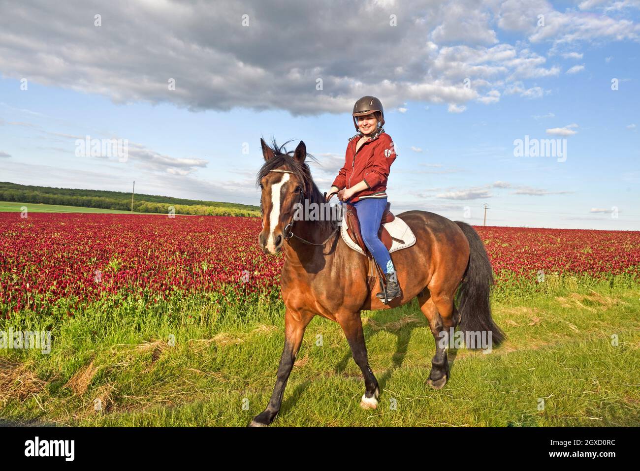Cavaliere horse hi-res stock photography and images - Alamy
