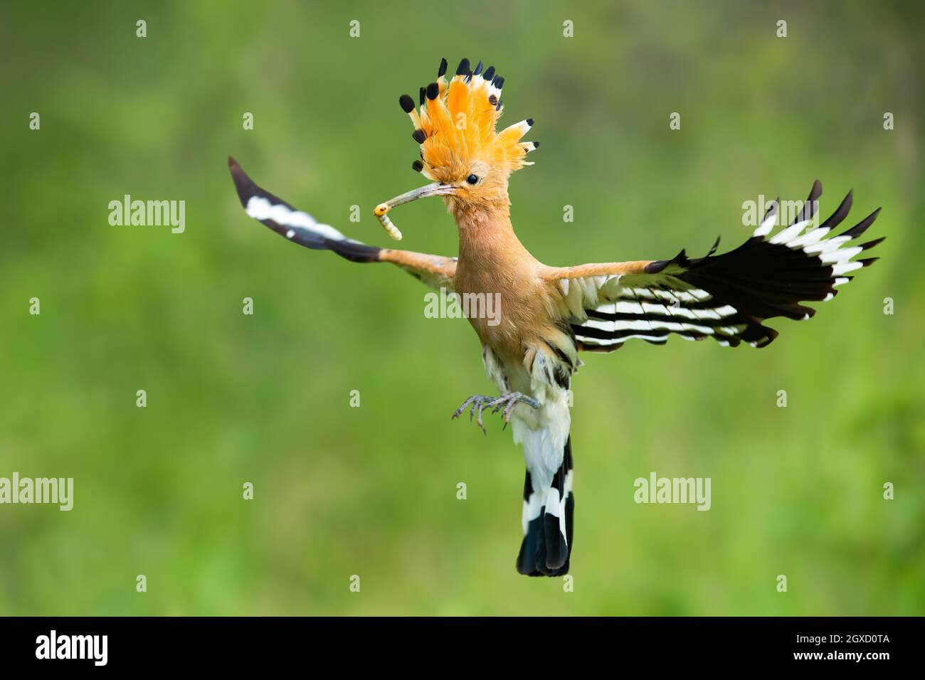 Beautiful Bird In Flight