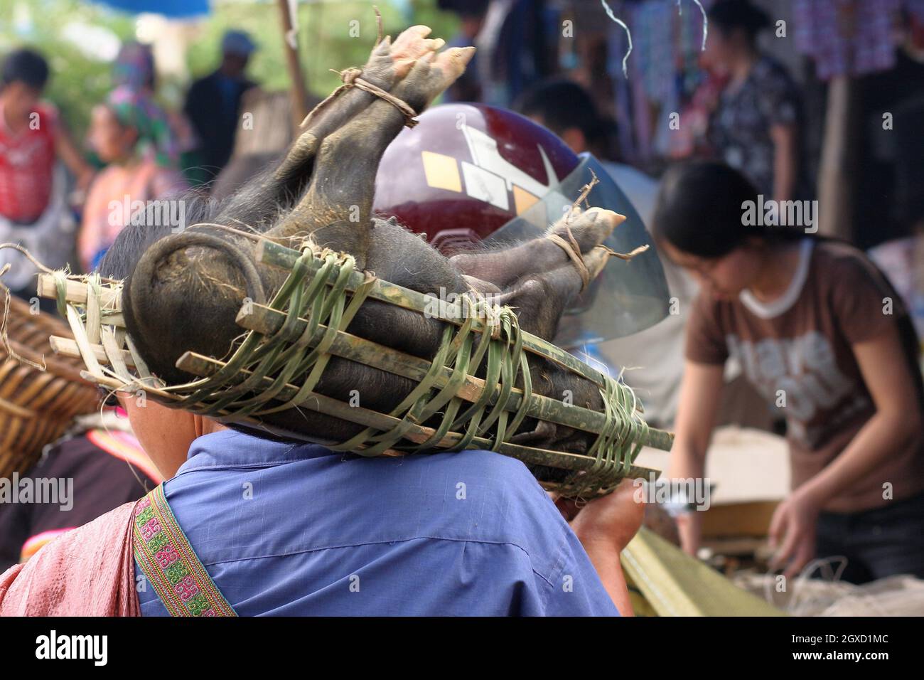 Carry, Pig, Man High Resolution Stock Photography and Images - Alamy