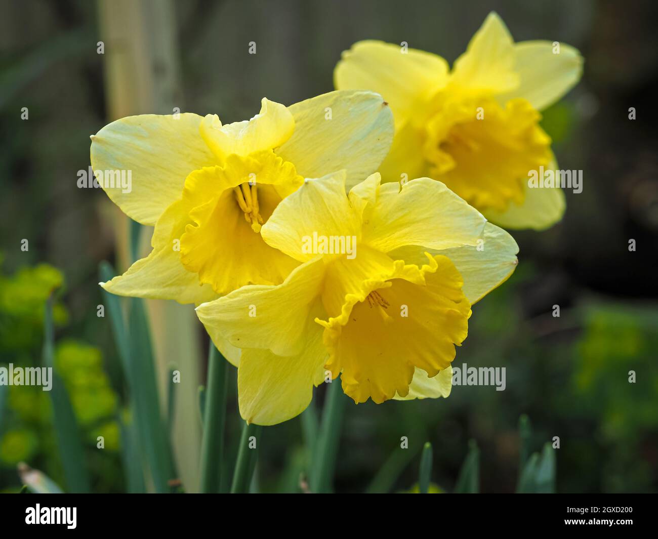 Closeup of three beautiful bright yellow daffodil flowers in a garden ...