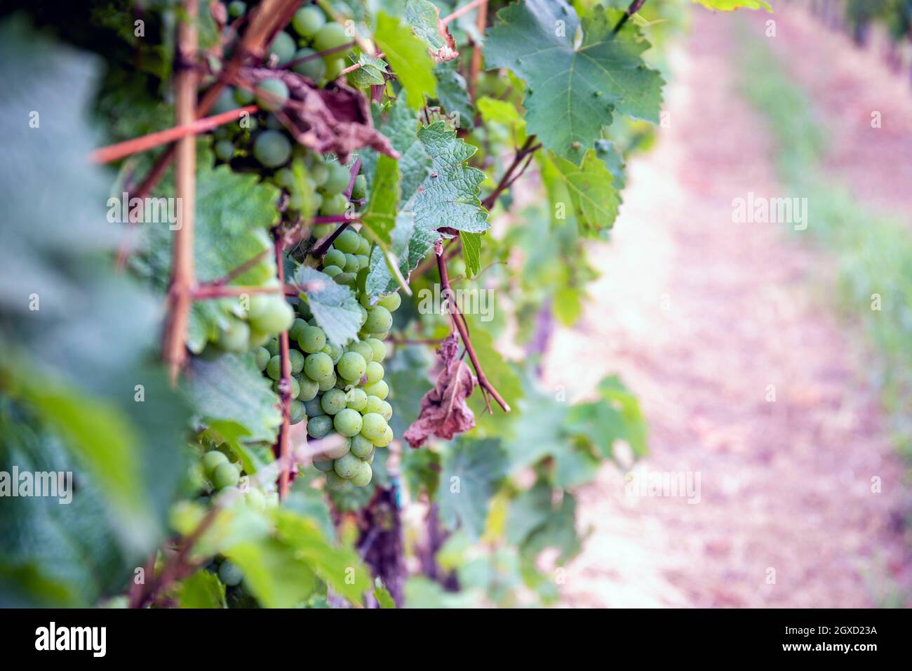 Cremant of luxembourg hi-res stock photography and images - Alamy