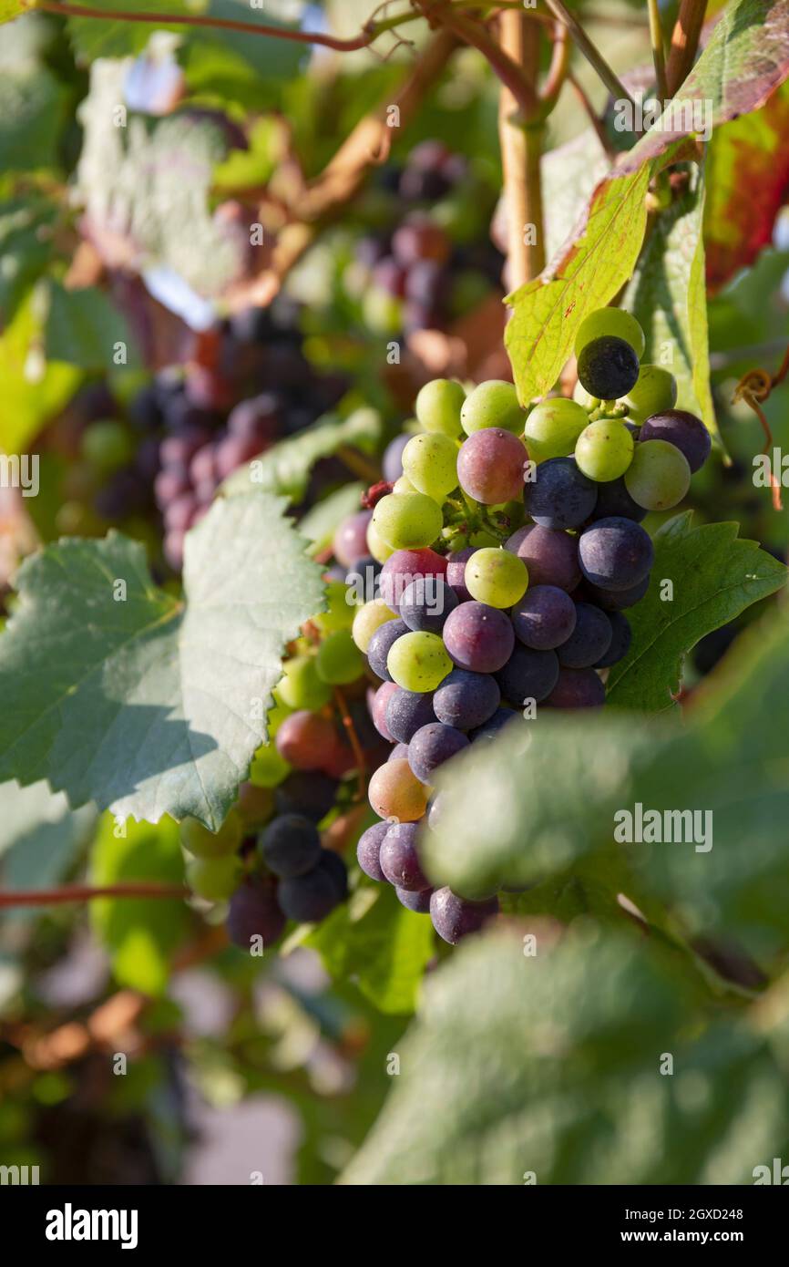 Luxembourg sparkling wine hi-res stock photography and images - Alamy