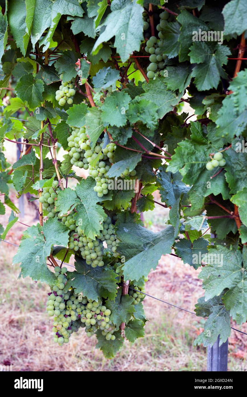 Grape vine pole hi-res stock photography and images - Alamy