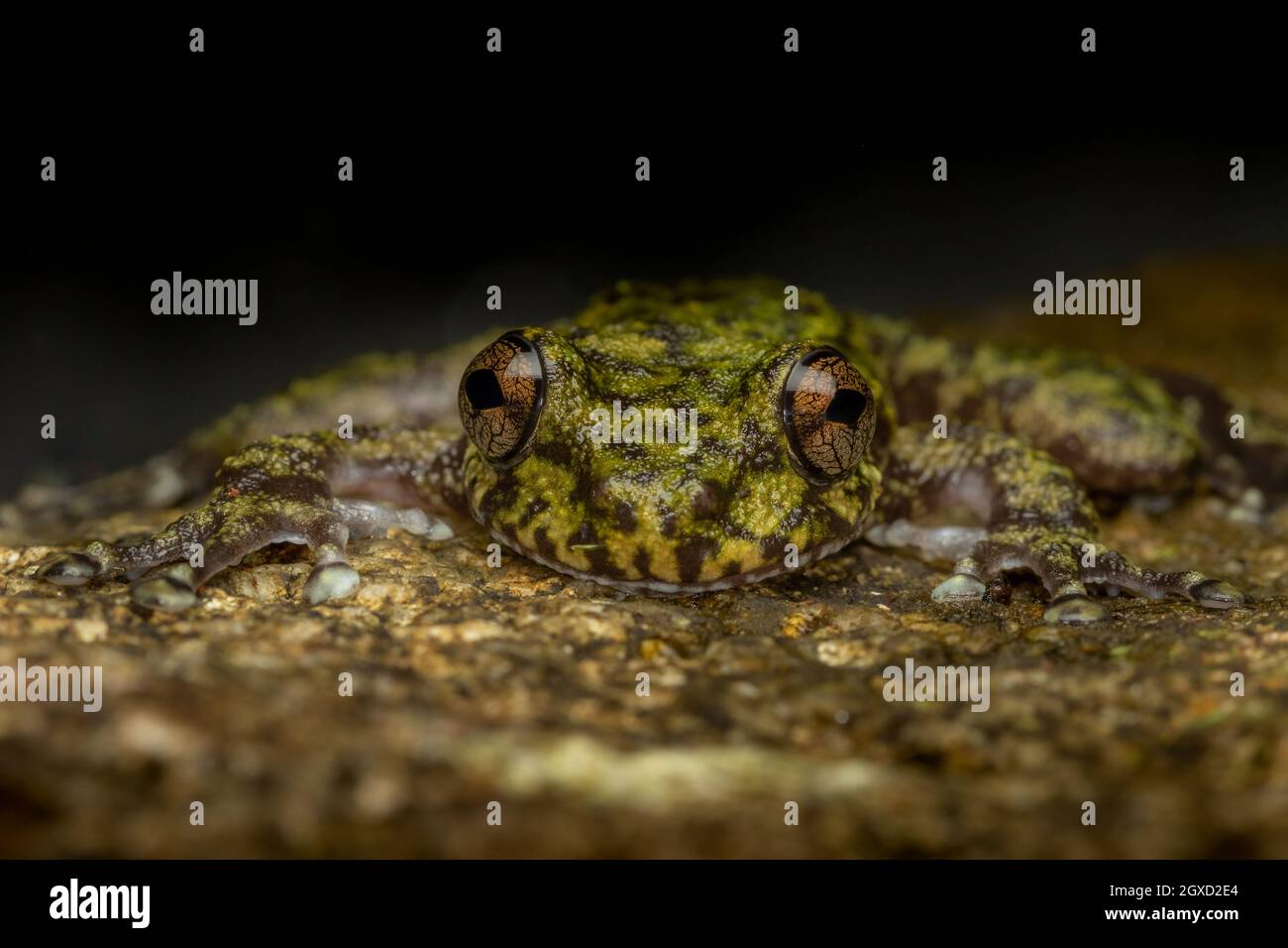 Endangered waterfall frog (Litoria nannotis) holding onto a wet rock ...