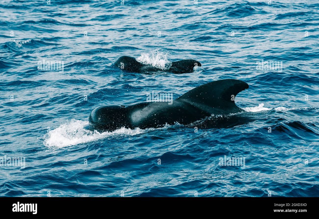 Pilot whales with fins swimming in wavy blue ocean with foam in ...