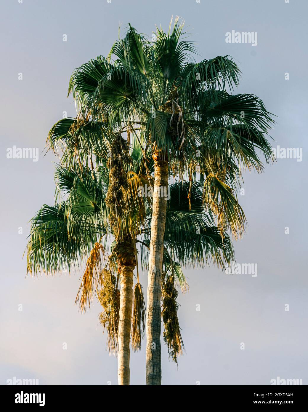 Faded branches hi-res stock photography and images - Alamy