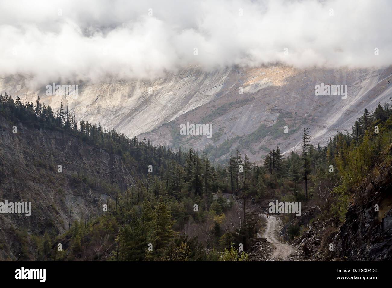 Landscape of rocky mountain slopes with evergreen trees growing on ...
