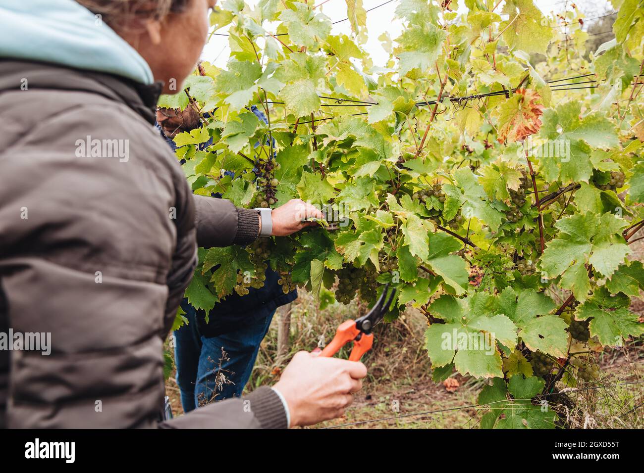 REMICH, LUXEMBOURG-OCTOBER 2021: Reportage at the seasonal Elbling ...